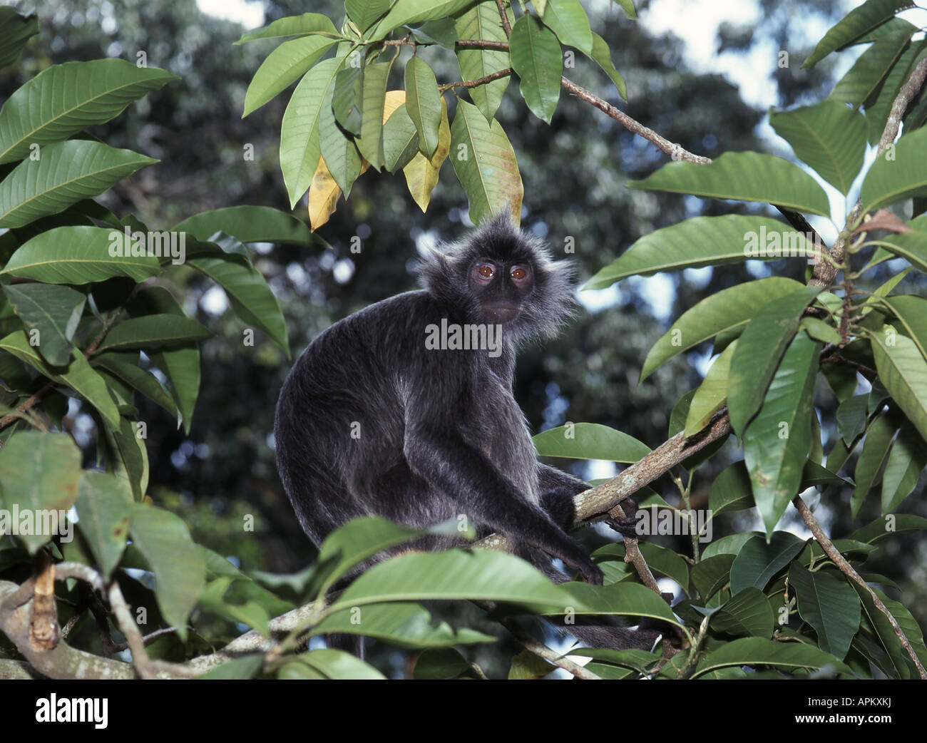 banded leaf monkey, black-crested leaf-monkey, surili (Presbytis ...