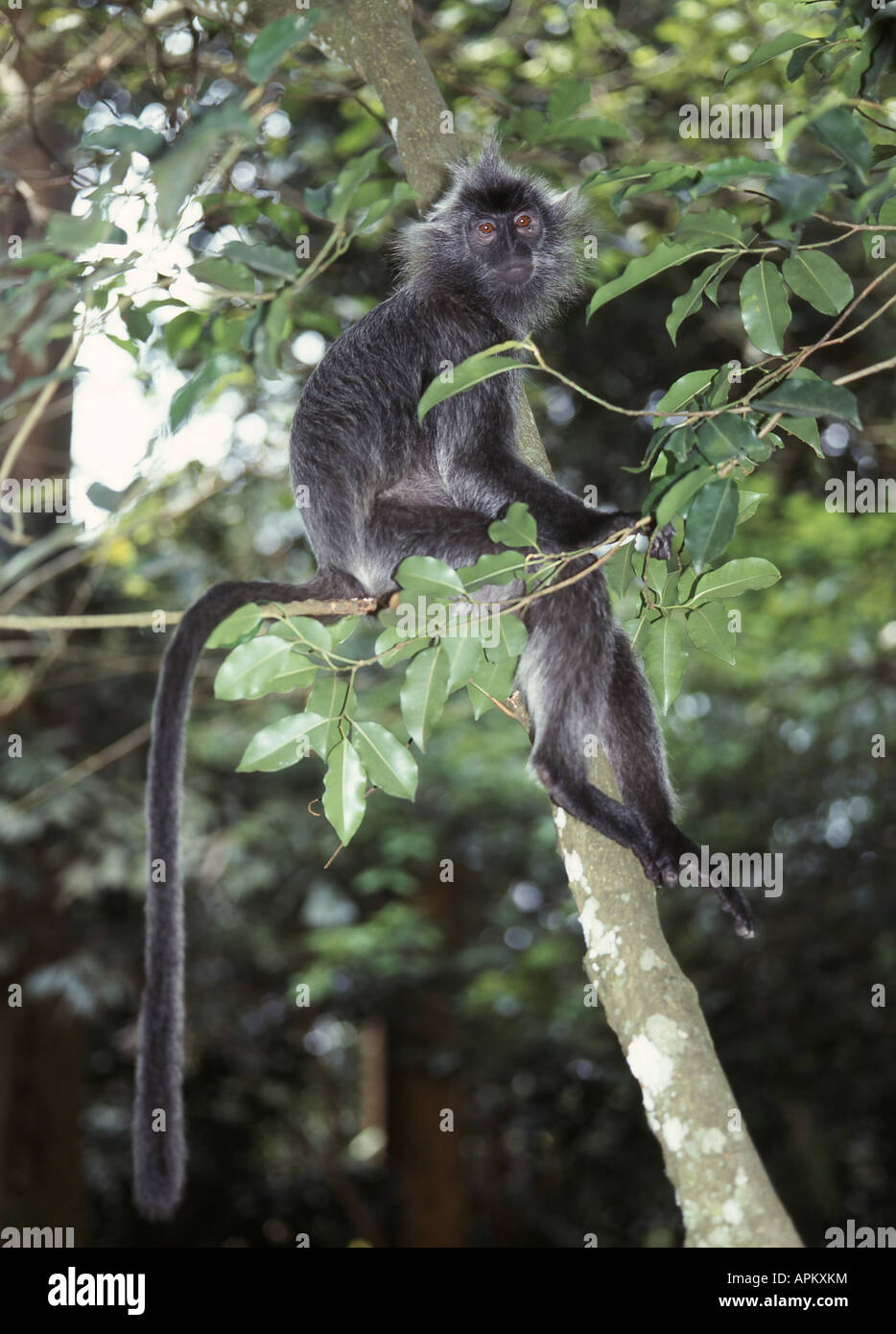 Surili presbytis melalophos hi-res stock photography and images - Alamy