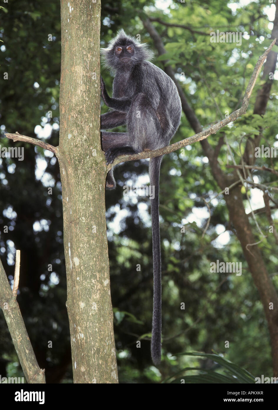 banded leaf monkey, black-crested leaf-monkey, surili (Presbytis ...