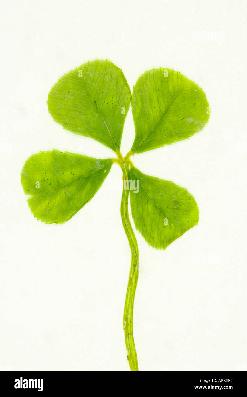4 leaf clover hi-res stock photography and images - Alamy