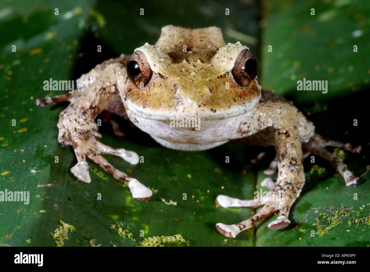 Fiji-Tree Frog (Platymantis vitiensis) sitting on a leaf Stock Photo ...