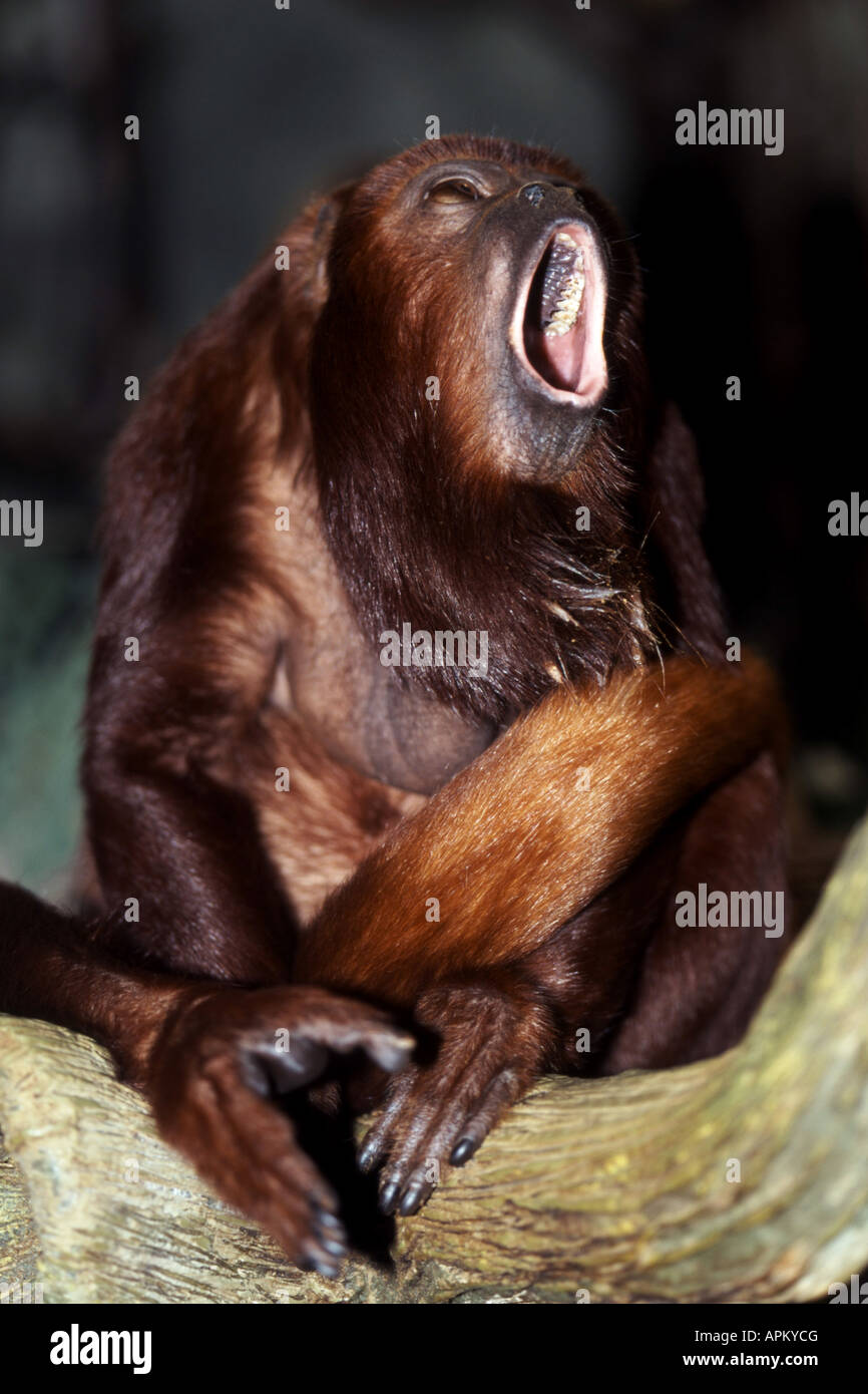 red howler, Red Howler Monkey (Alouatta seniculus), yelling Stock Photo ...