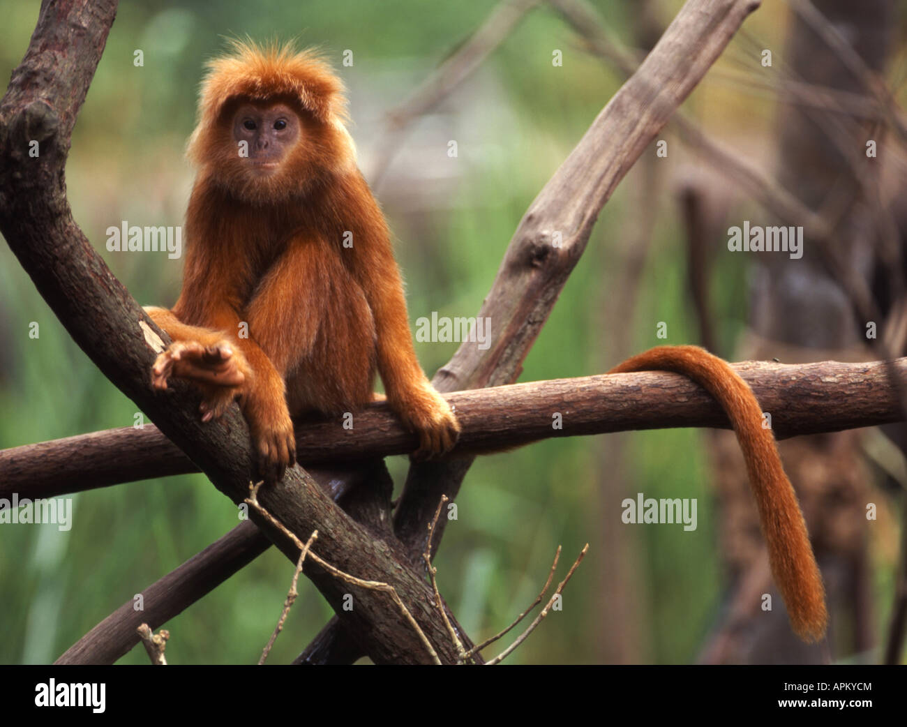 banded leaf monkey, black-crested leaf-monkey, surili (Presbytis ...
