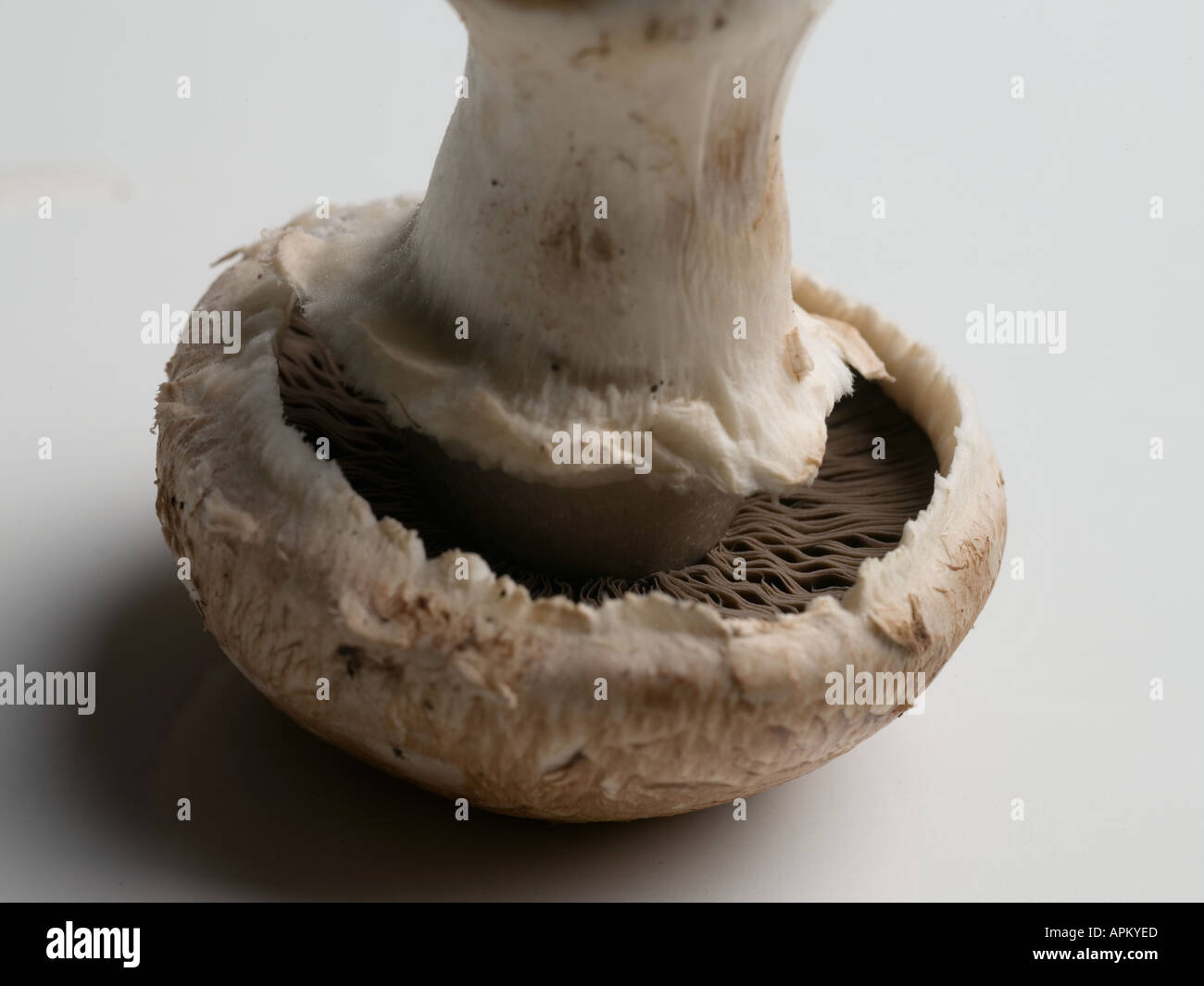 close up mushroom Stock Photo - Alamy