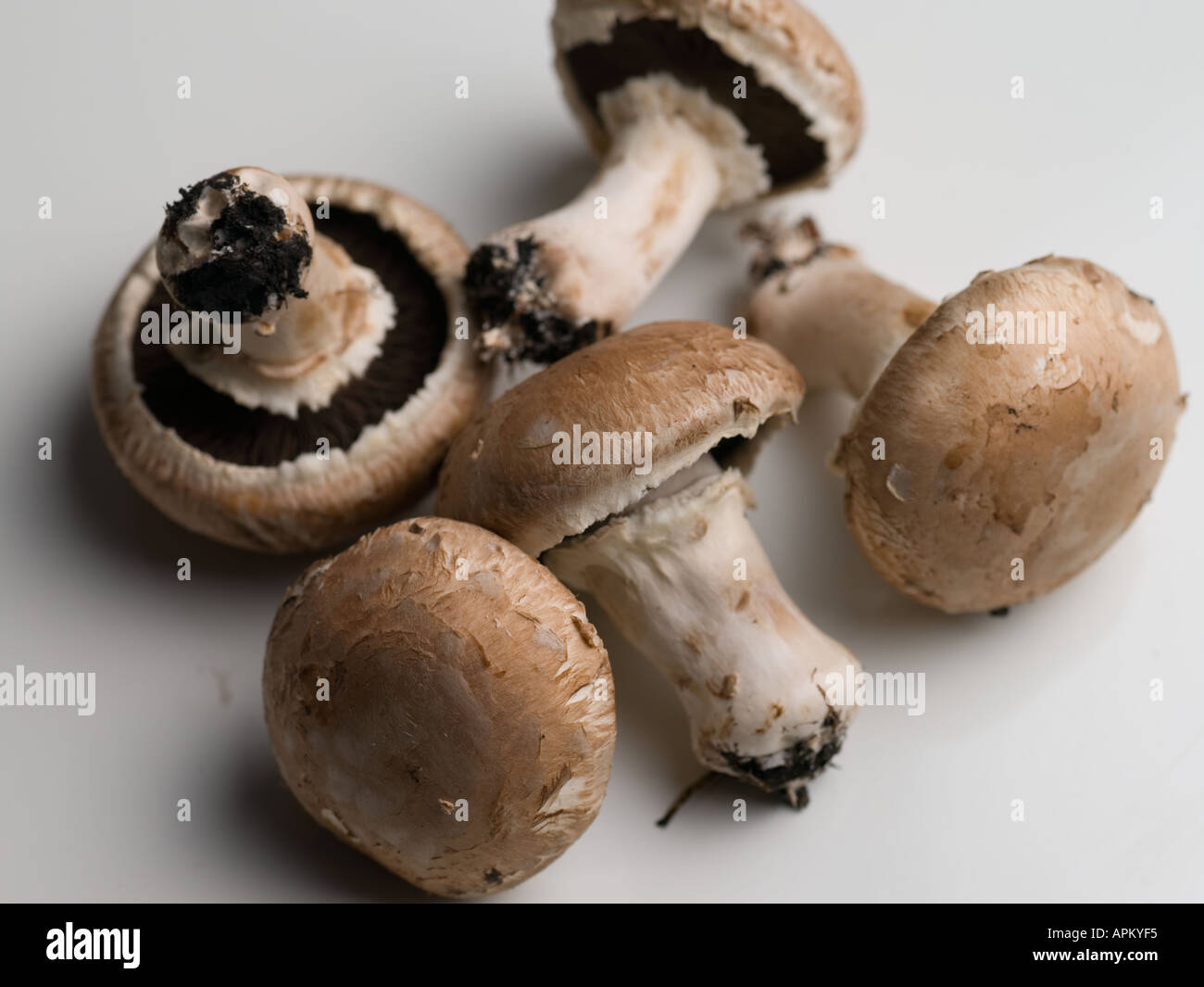 close up mushroom Stock Photo - Alamy