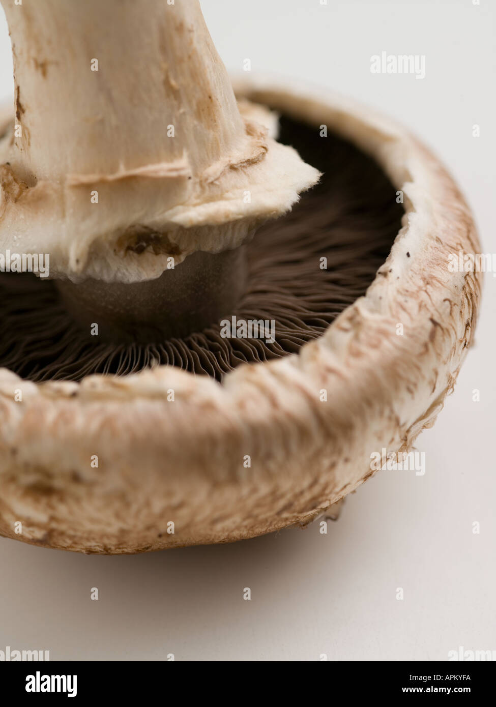 close up mushroom Stock Photo - Alamy
