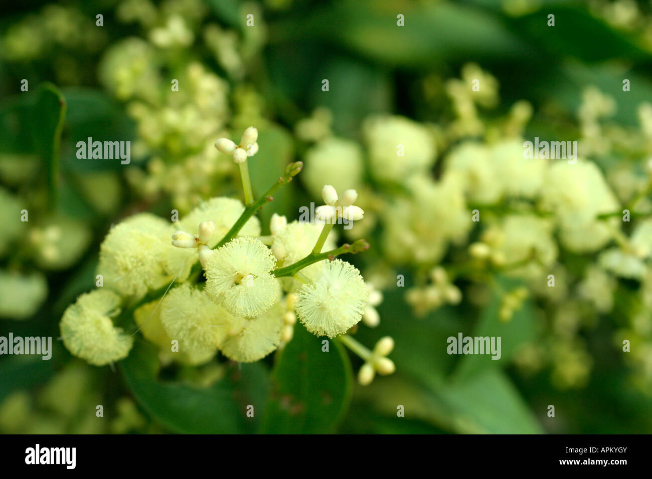Australian Acacia species Stock Photo - Alamy