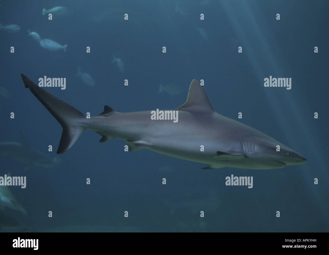 gray reef shark (Carcharhinus amblyrhynchos, Carcharhinus wheeleri ...