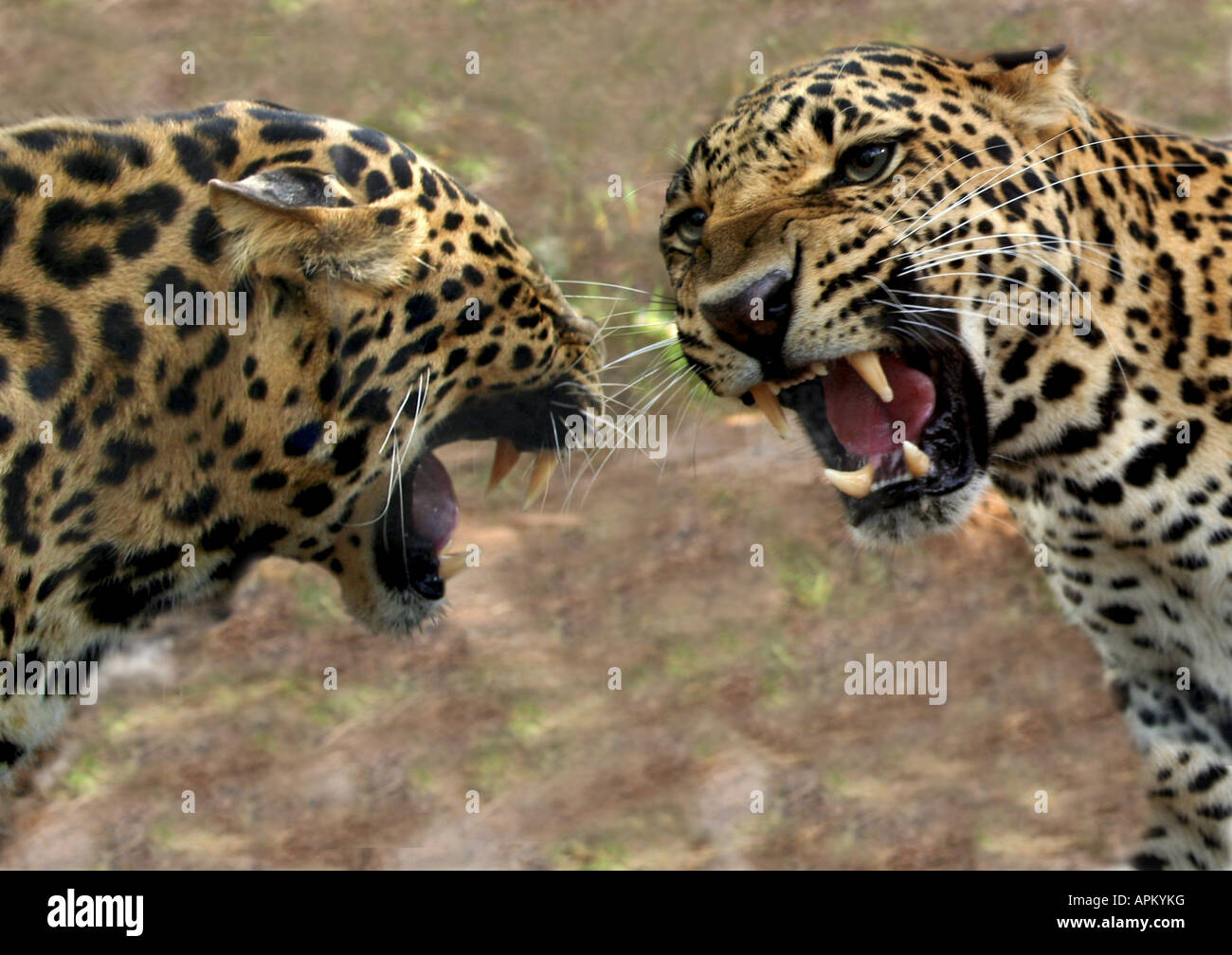Leopards fighting hi-res stock photography and images - Alamy