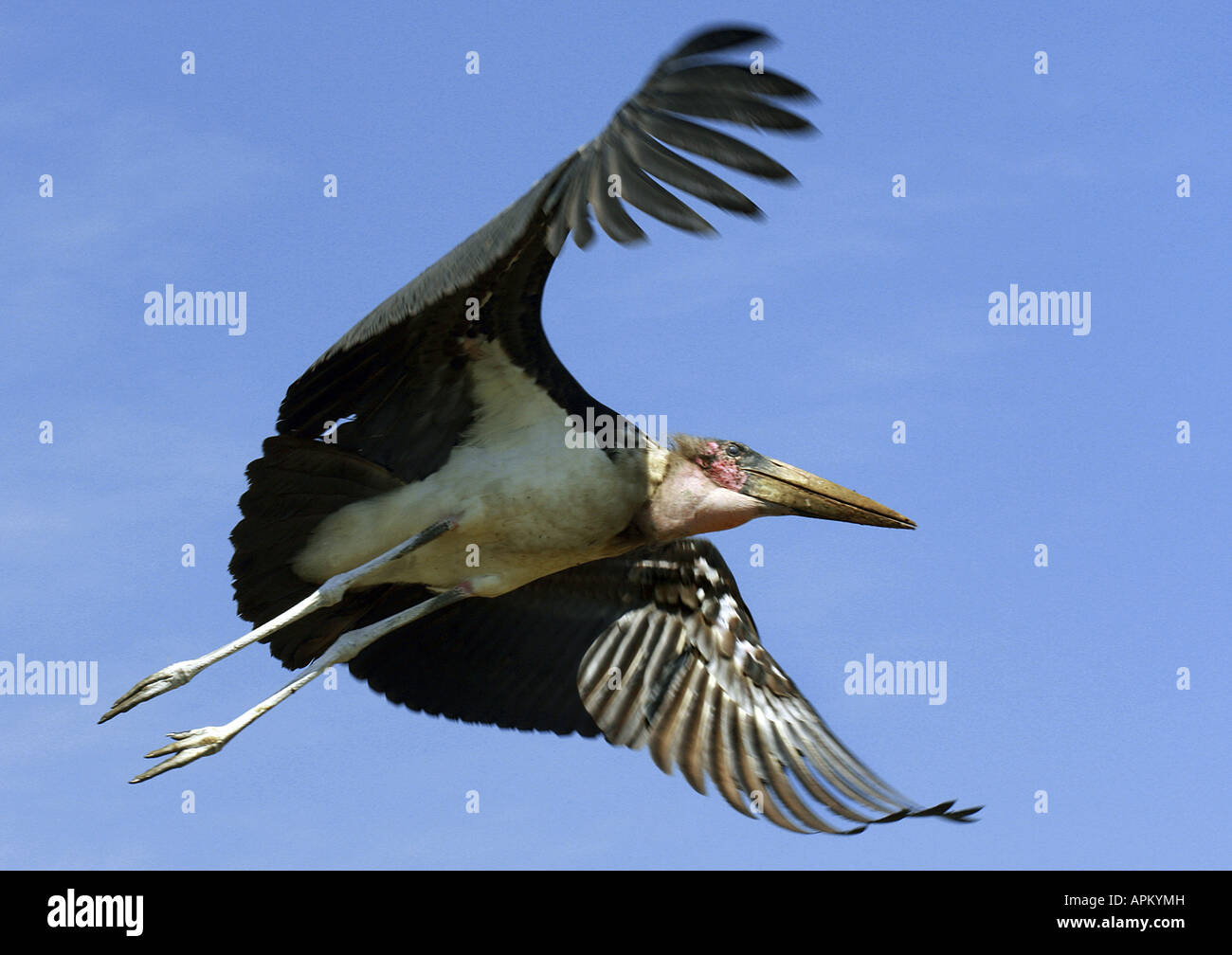 marabou stork (Leptoptilos crumeniferus), flying, Kenya, Lake Nakuru NP ...