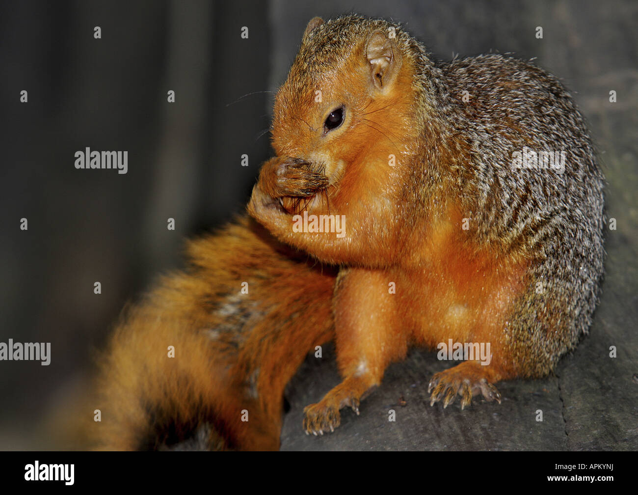 Red bush squirrel, Red-bellied coast squirrel (Paraxerus palliatus ...