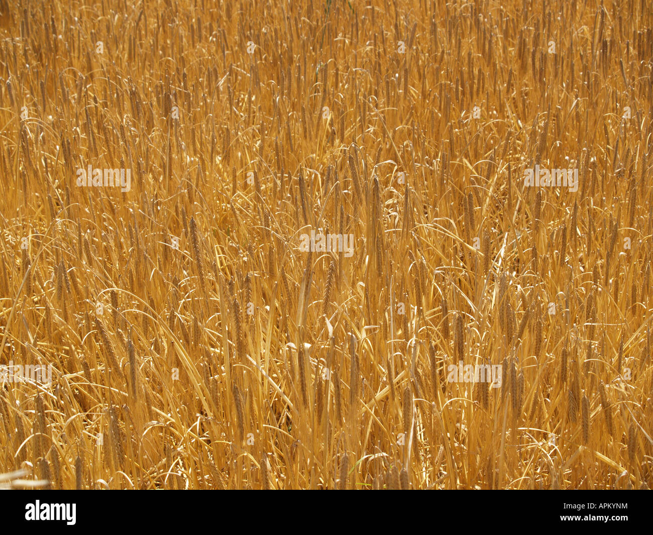 rustling golden wheat field stems heads Stock Photo - Alamy