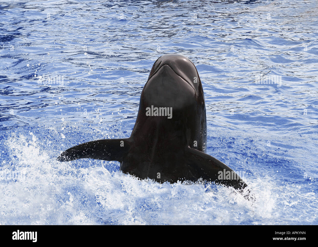 Risso's dolphin, Gray grampus, white-headed grampus (Grampus griseus ...