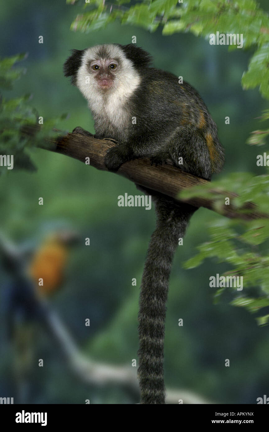 Callithrix penicillata hi-res stock photography and images - Alamy