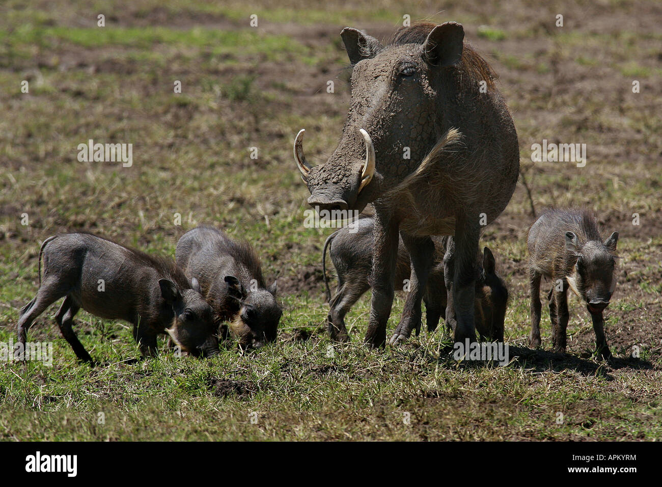 Cape warthog, Somali warthog, desert warthog (Phacochoerus aethiopicus ...