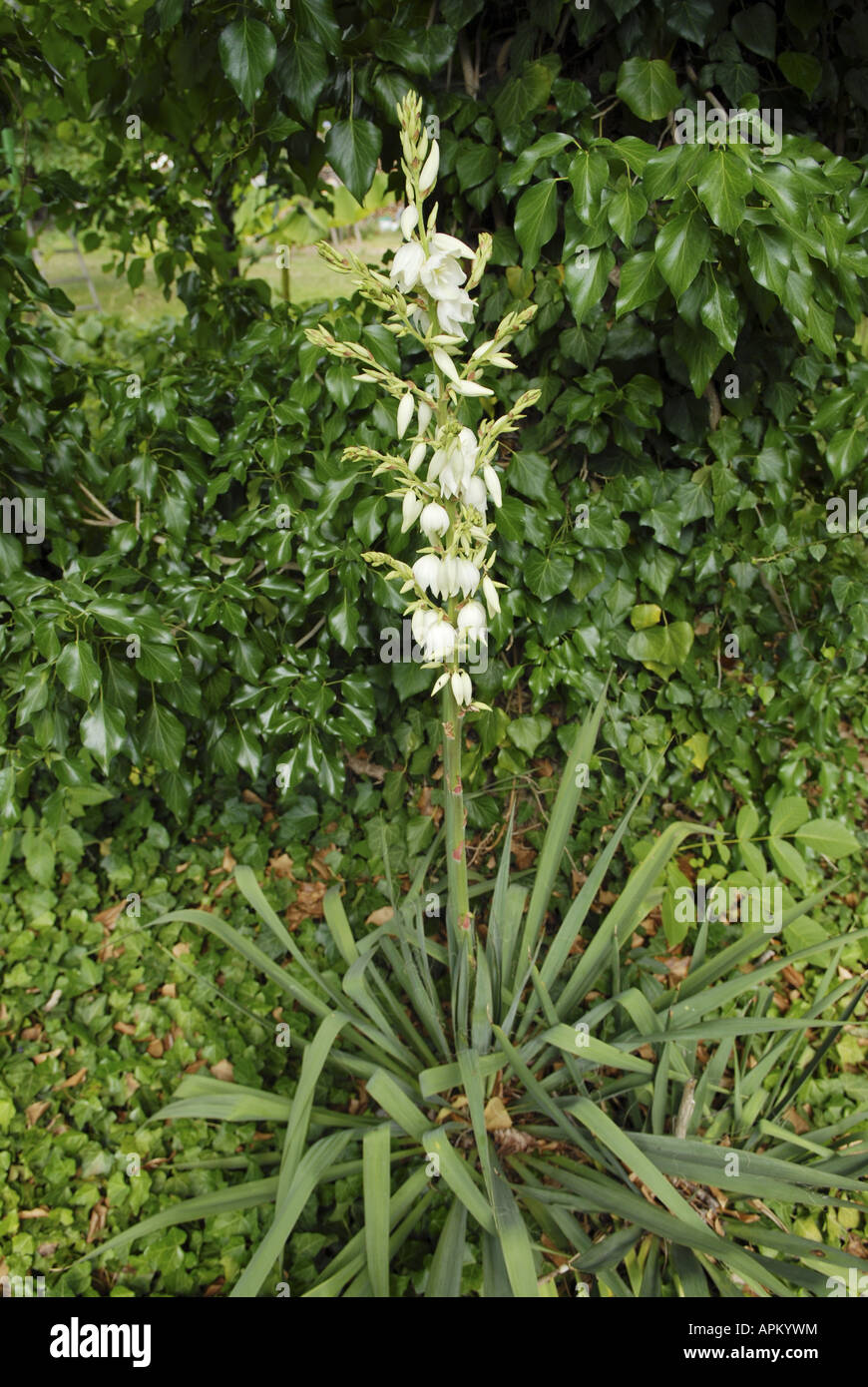 Adam's needle, weak-leaf Yucca (Yucca filamentosa), blooming Stock ...