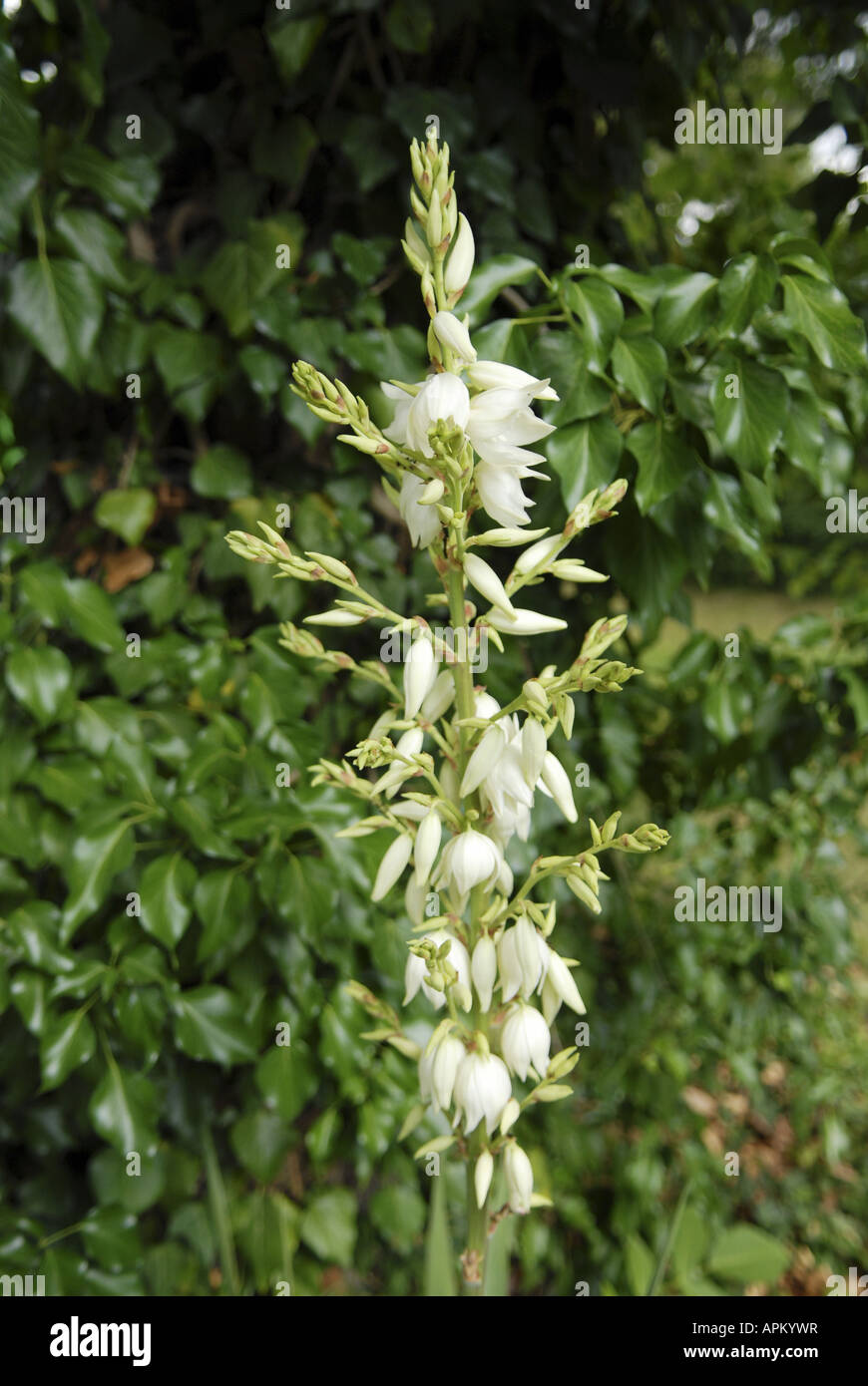Adam's needle, weak-leaf Yucca (Yucca filamentosa), blooming Stock ...