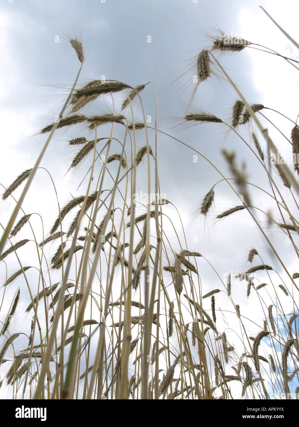 cultivated rye (Secale cereale), grain ears, Austria, Lower Austria ...