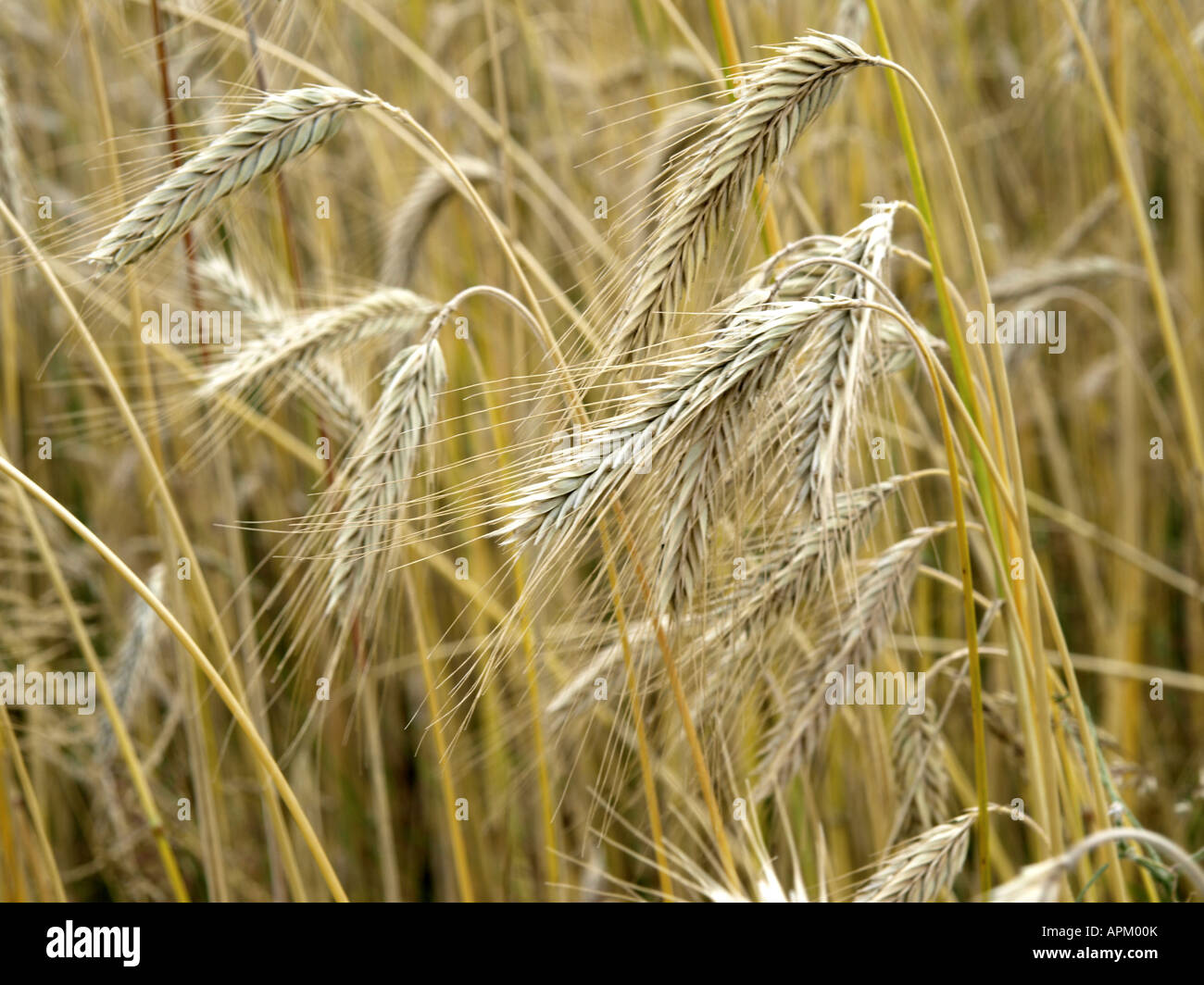 cultivated rye (Secale cereale), grain ears, Austria, Lower Austria ...