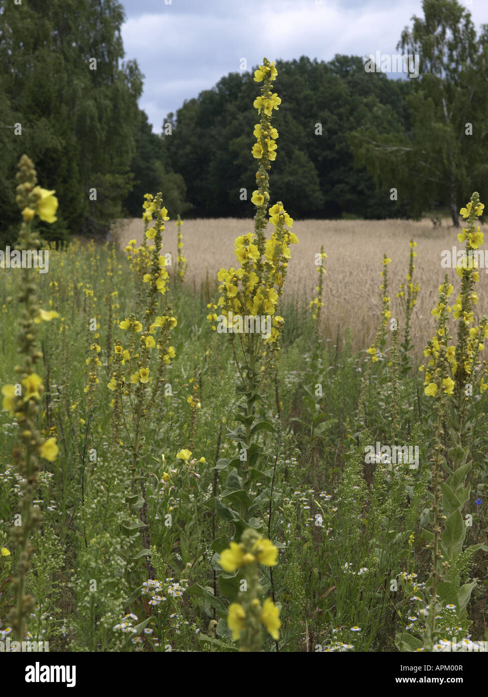 clasping-leaf mullein (Verbascum phlomoides), blooming, Austria, Lower ...
