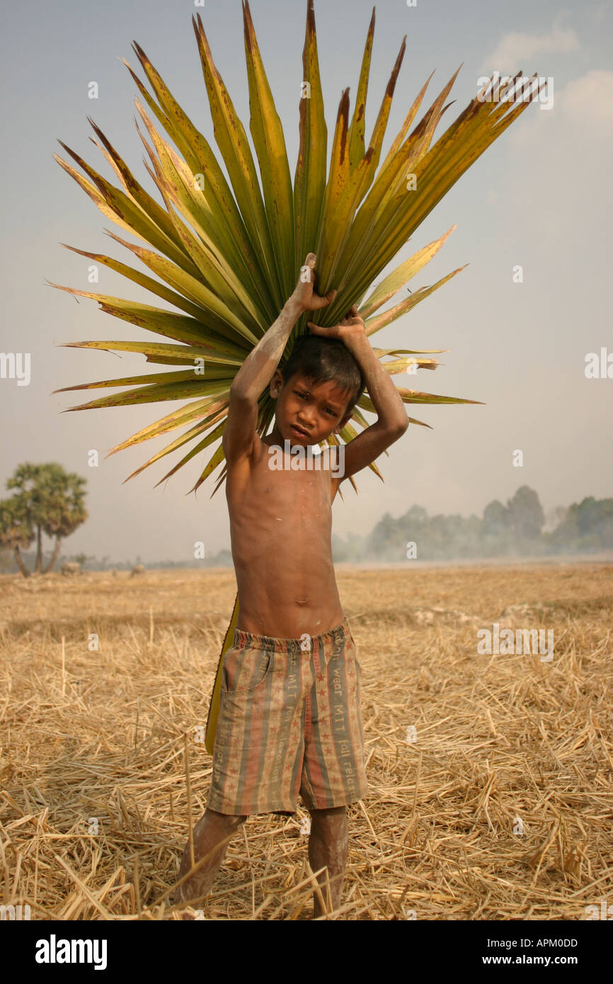 Young boy carries plam leaves as roof material in dried field Cambodia ...