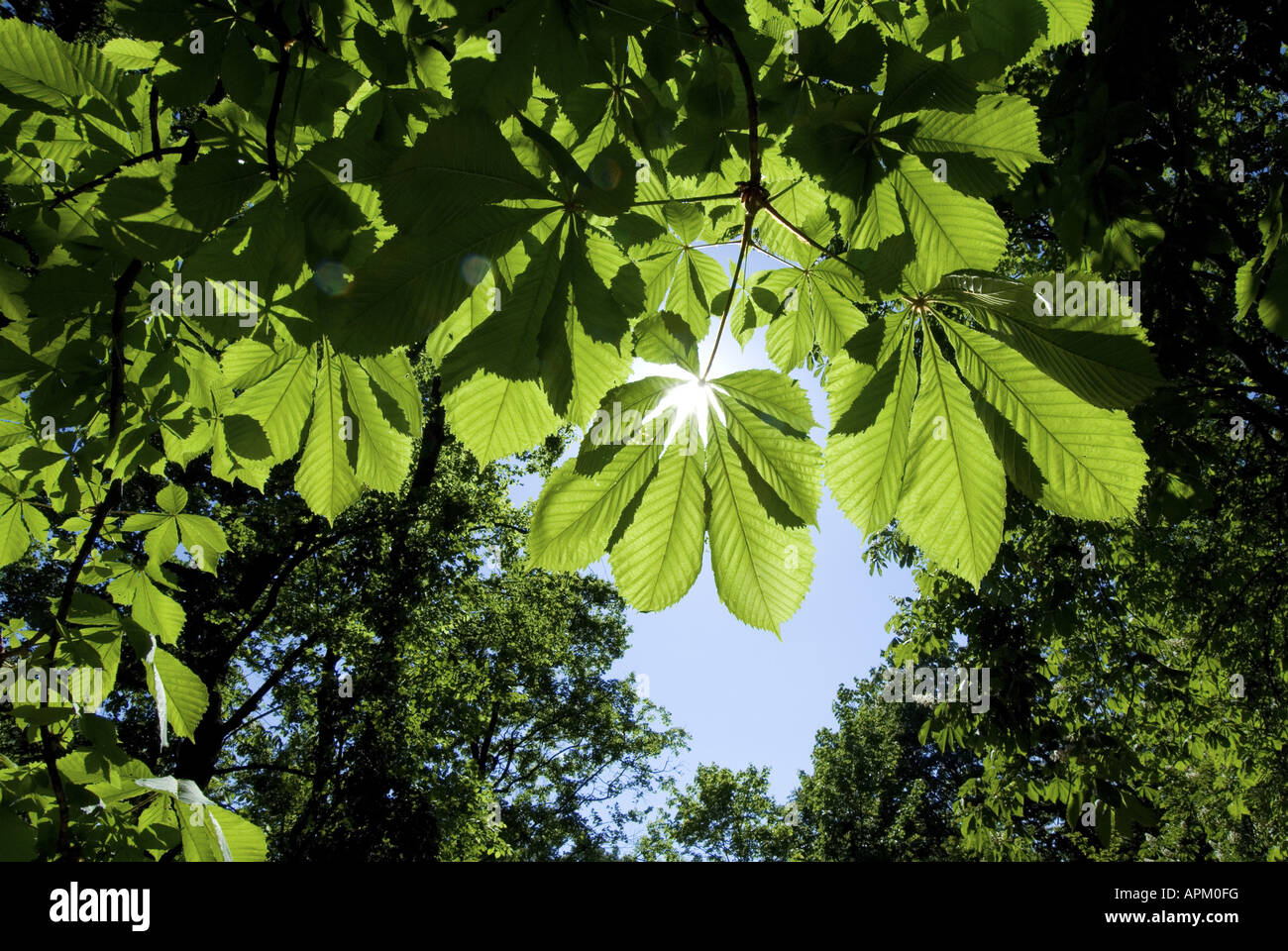 common horse chestnut (Aesculus hippocastanum), twig in backlight ...