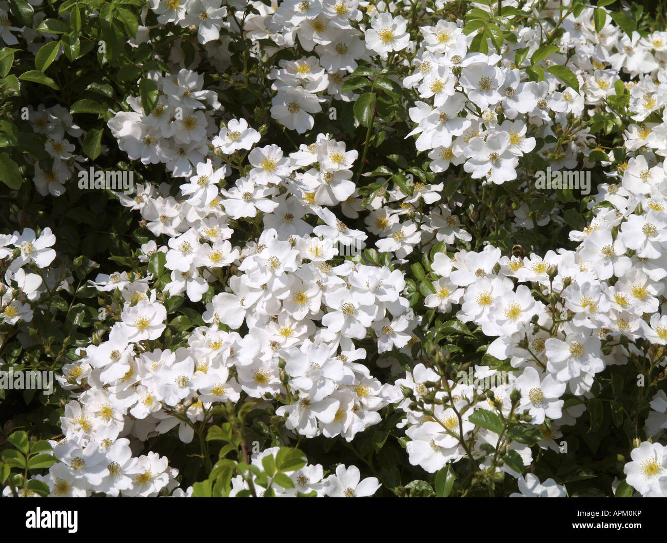 ornamental rose (Rosa spec.), BUGA 2007, Federal Garden Exhibition 2007 ...