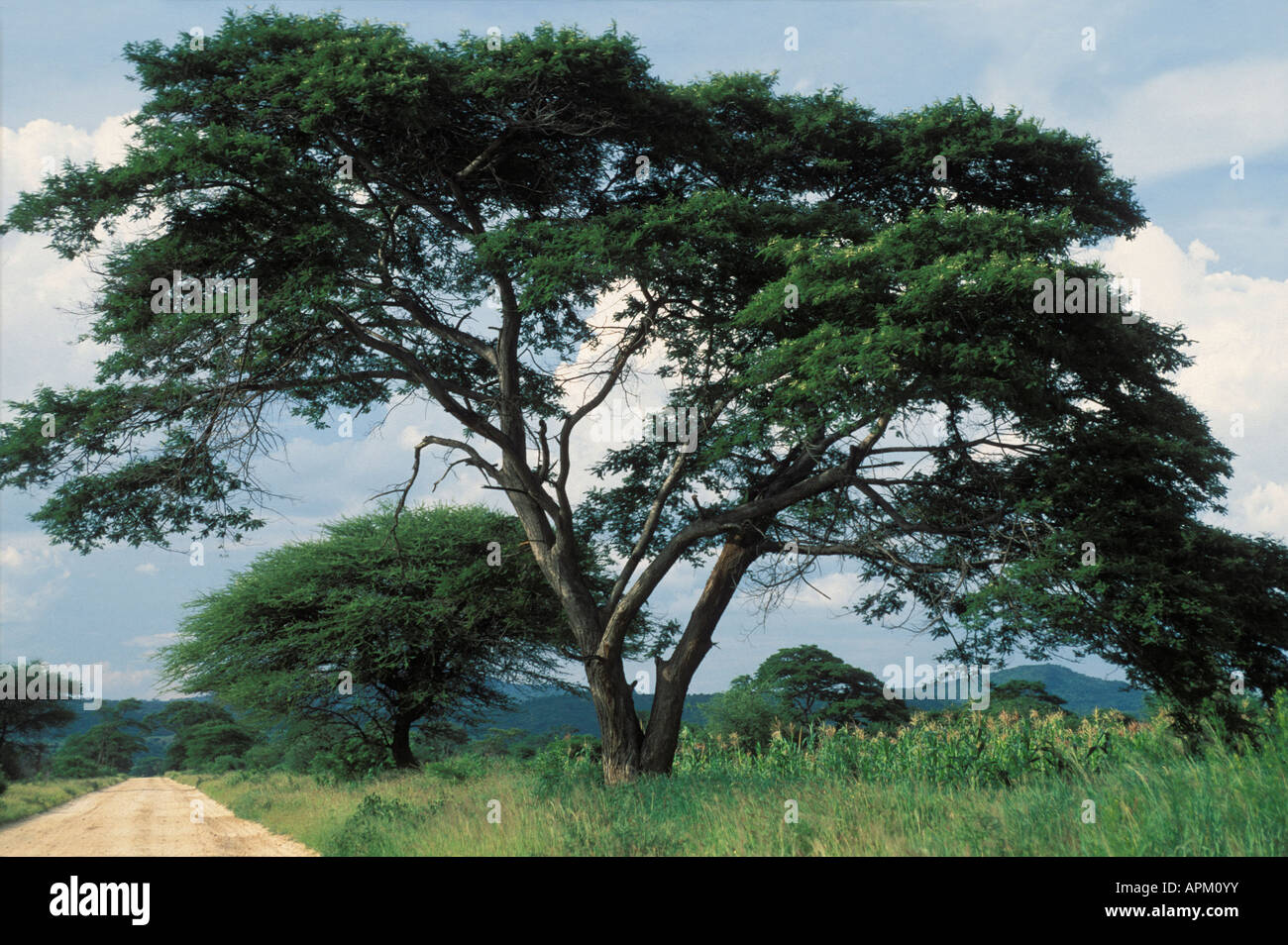 Indegenous tree in Tanzania Stock Photo - Alamy