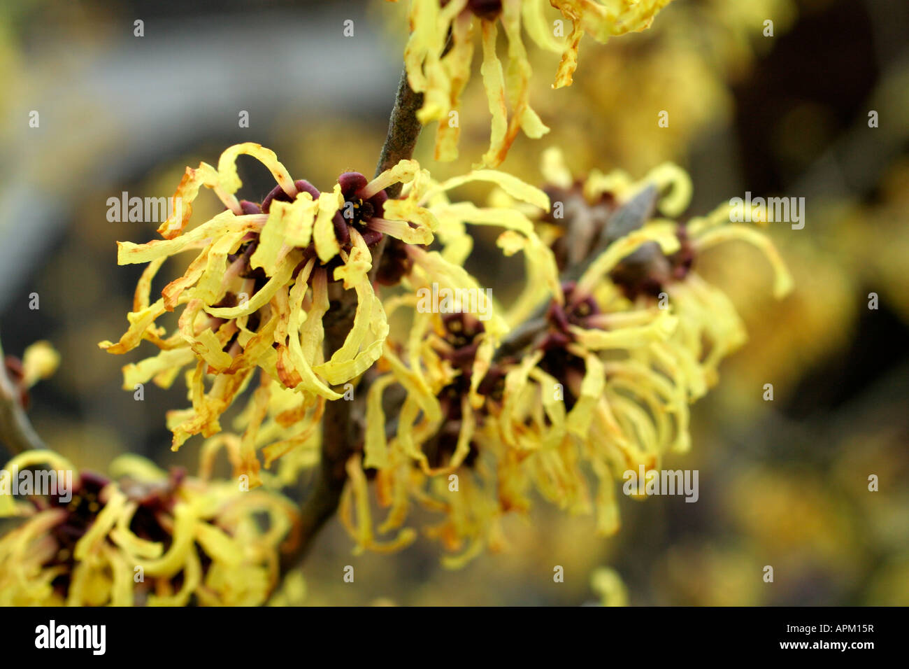 Hamamelis x intermedia primavera hi-res stock photography and images ...