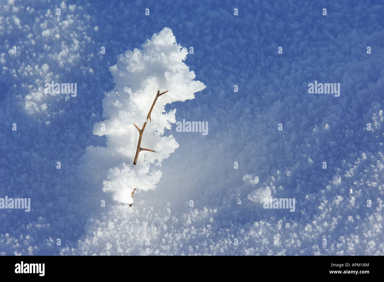 Littler twig in snow with hoar frost hi-res stock photography and ...