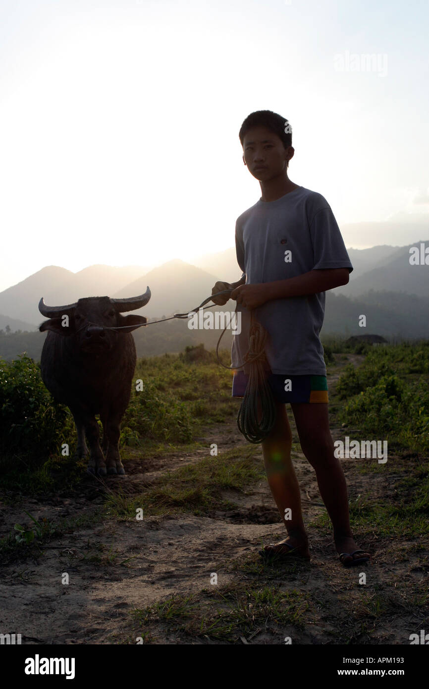 Leading ox hi-res stock photography and images - Alamy