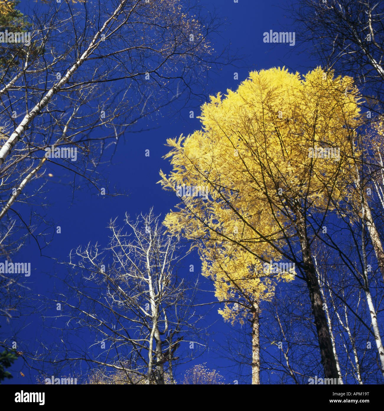 trees with autumnal leaves in the Bargusin National Park at the Lake ...