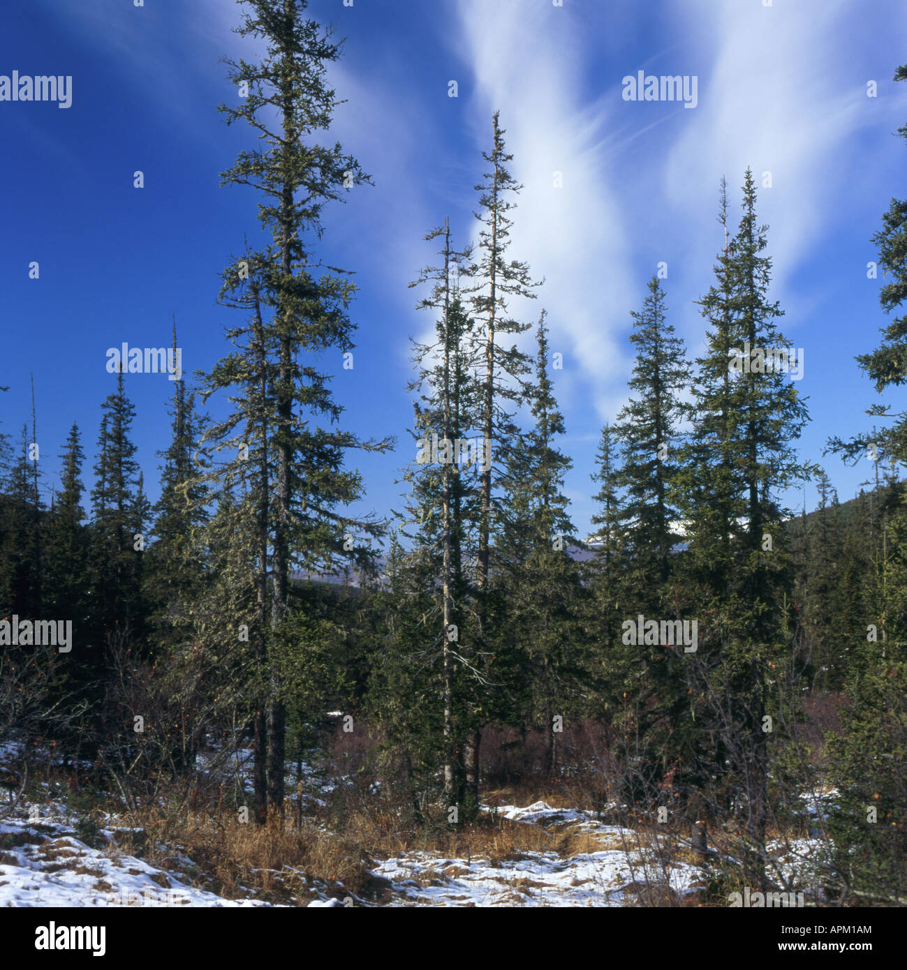 Coniferes in the Bargusin National Park at the Lake Baikal, Russia ...