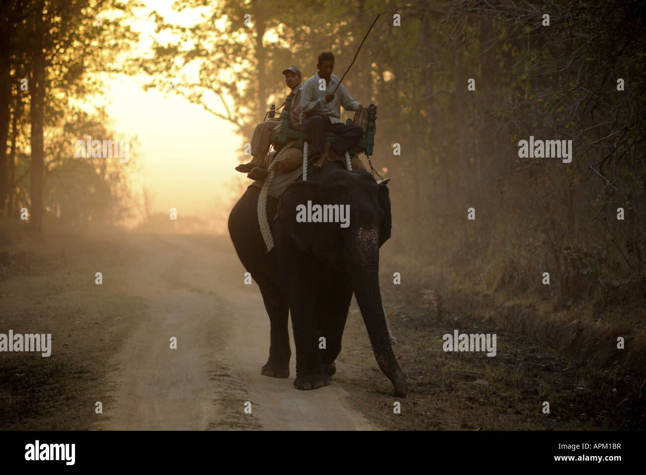 Indian elephant (Elephas maximus indicus, Elephas maximus bengalensis ...