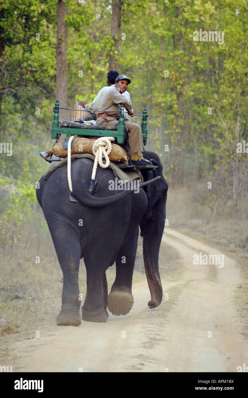 Indian elephants with riders hi-res stock photography and images - Alamy