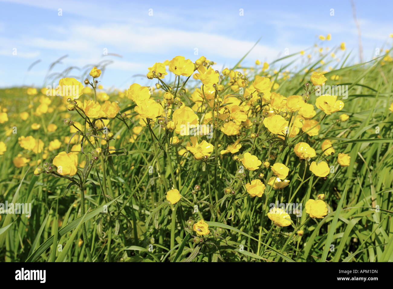 tall buttercup, upright meadow crowfoot (Ranunculus acris), flowering ...