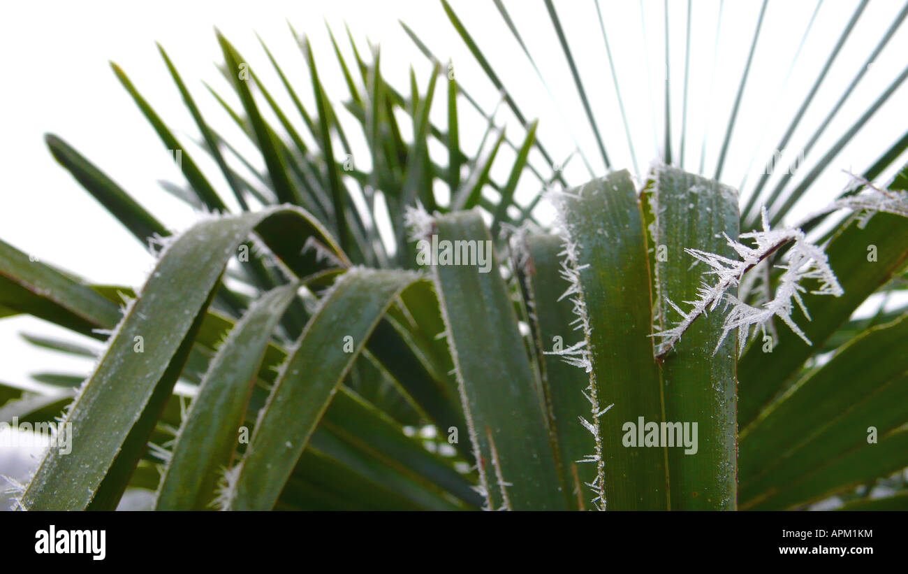 hemp palm (Trachycarpus fortunei), in hoar frost Stock Photo - Alamy