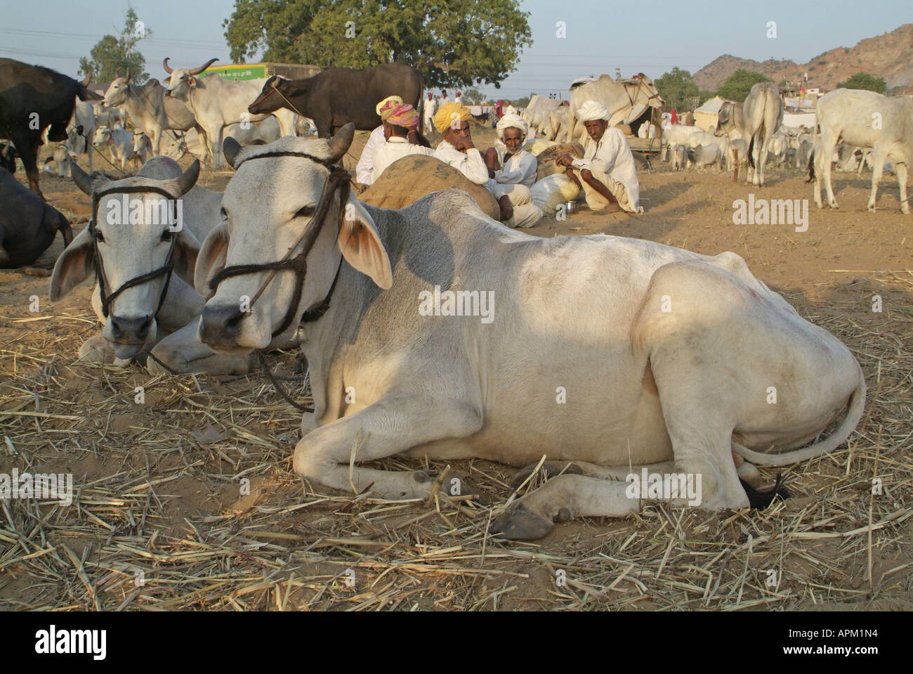 Cattle at the Pushkar Camel Fair in India Stock Photo - Alamy