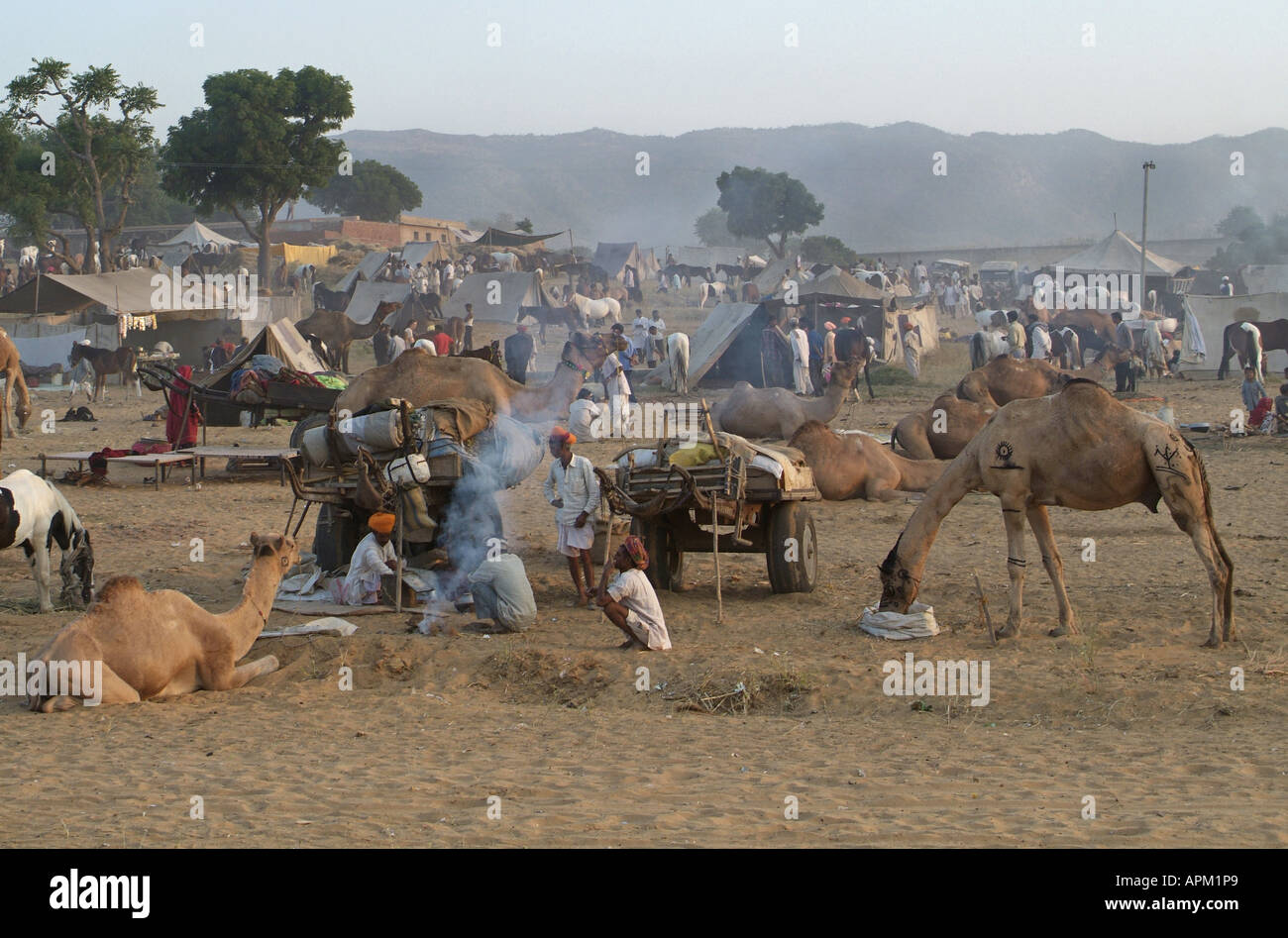 Pushkar Camel Fair in Rajasthan India Stock Photo - Alamy