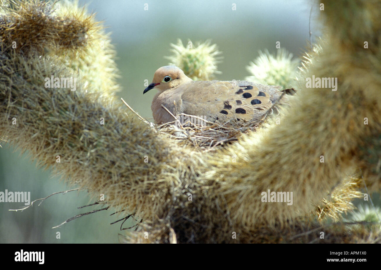Sonora Desert - South West Arizona - USA Mourning Dove Zenaida macroura ...