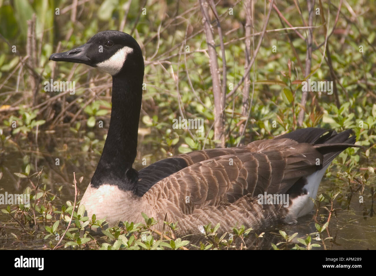 Canadian Goose Full Body Stock Photo - Alamy