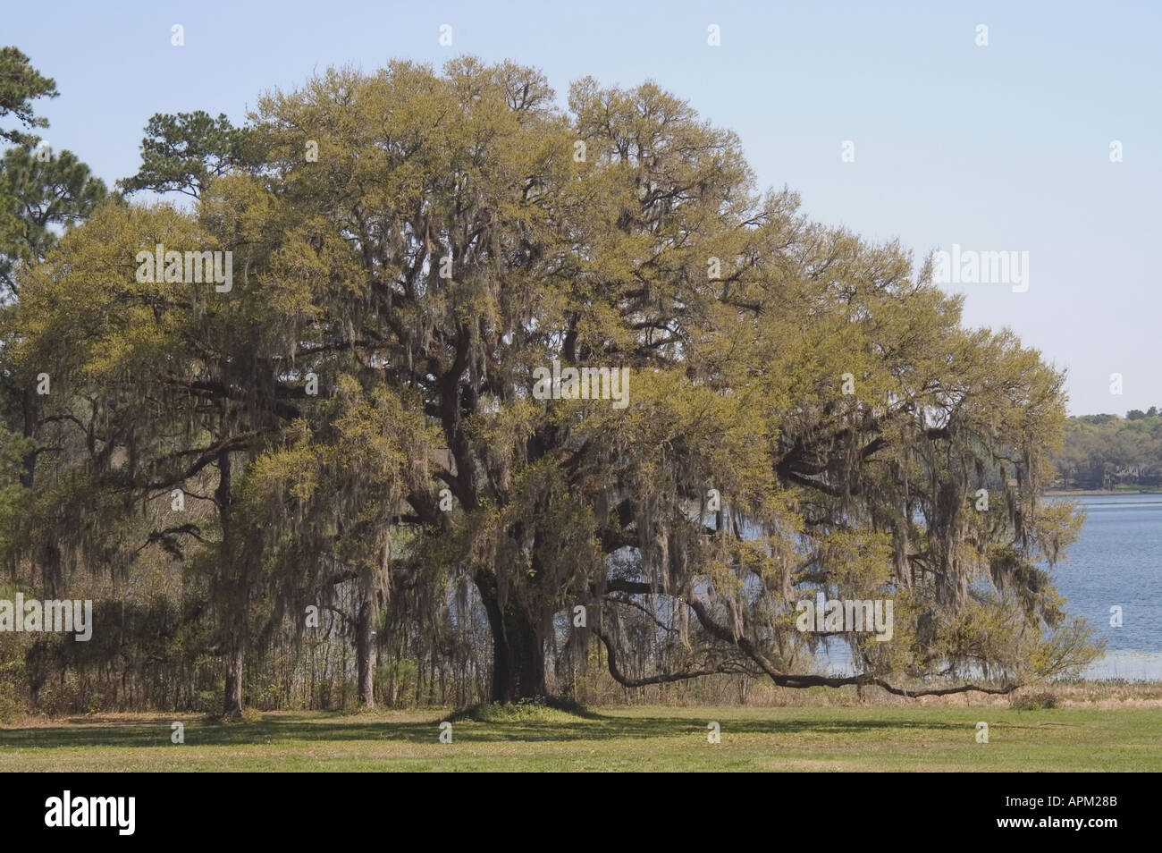 Live Oak Tree Stock Photo - Alamy