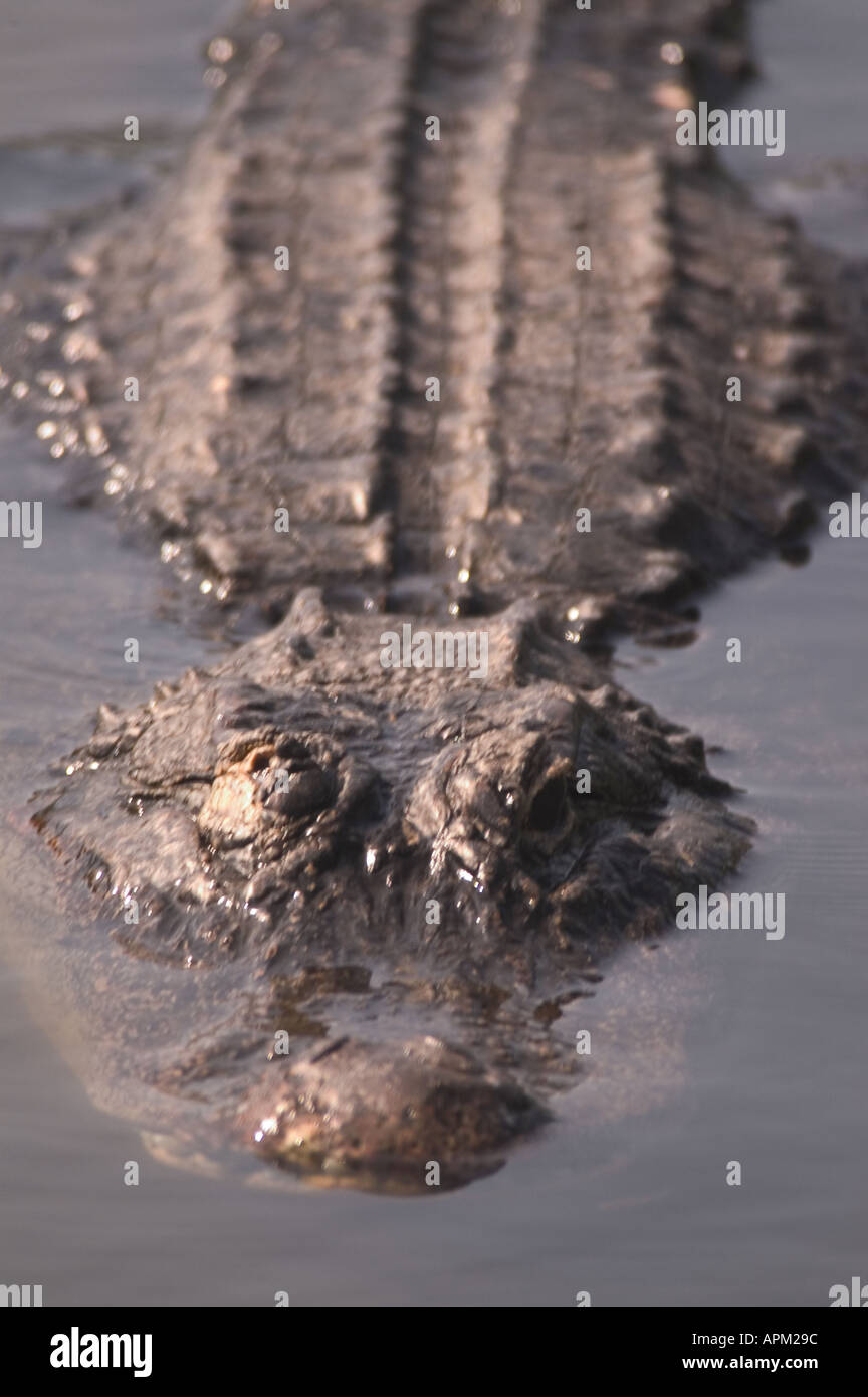 Alligator Head and Back in Water Zoom Stock Photo - Alamy