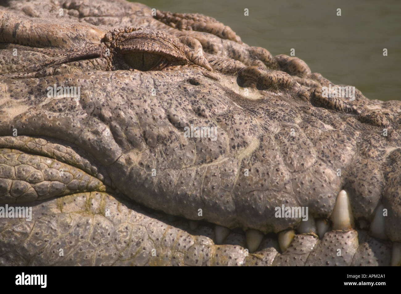 Crocodile Head Zoom Stock Photo - Alamy
