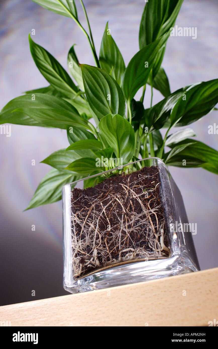 Root plant hi-res stock photography and images - Alamy