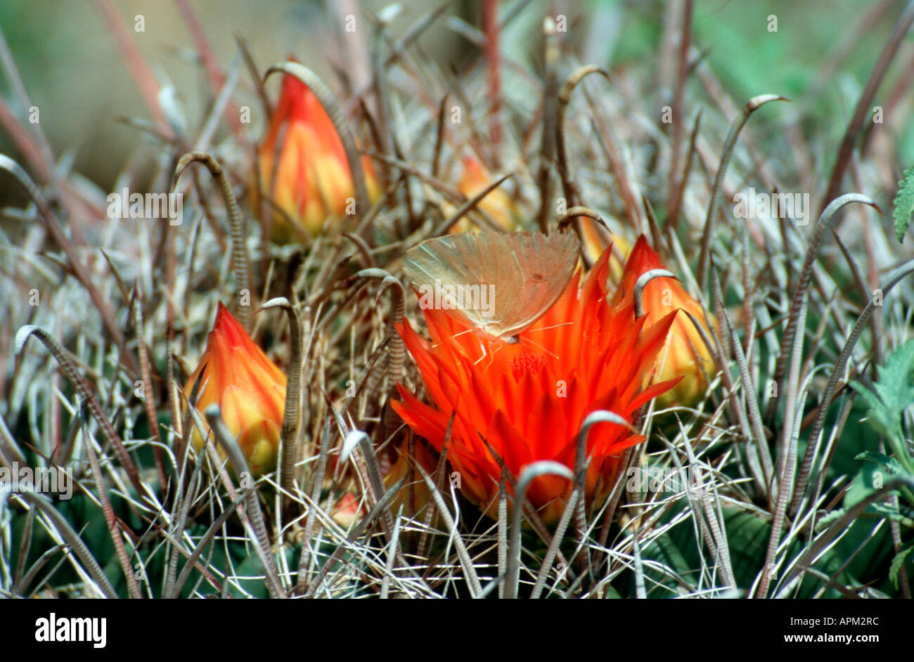 Fish hook cactus hi-res stock photography and images - Alamy