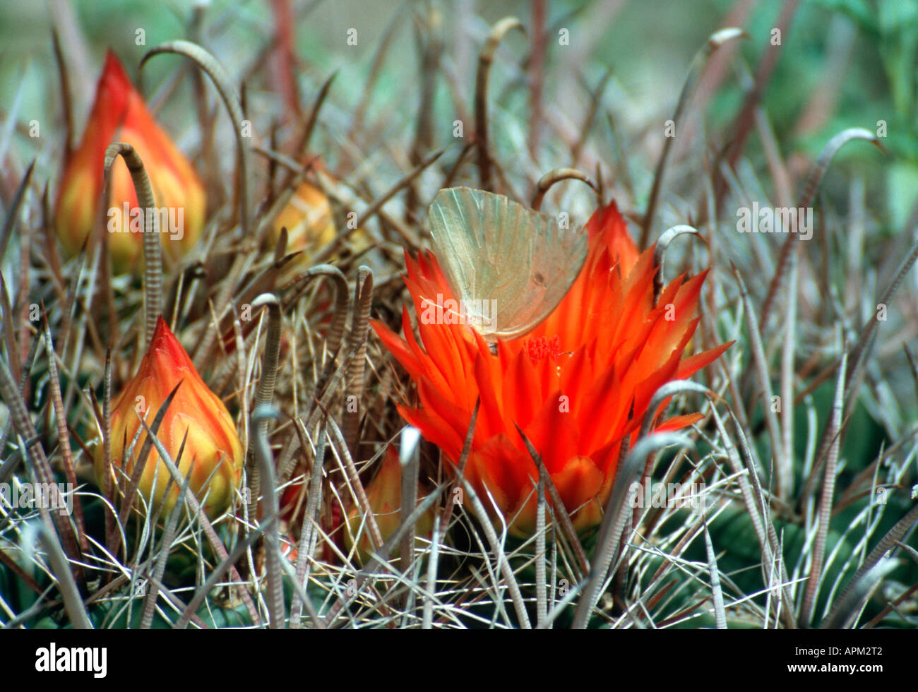 Fish hook cactus hi-res stock photography and images - Alamy