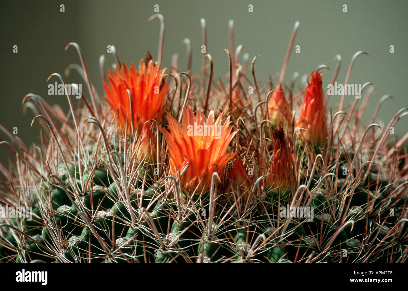 Fish Hook Cactus High Resolution Stock Photography and Images - Alamy