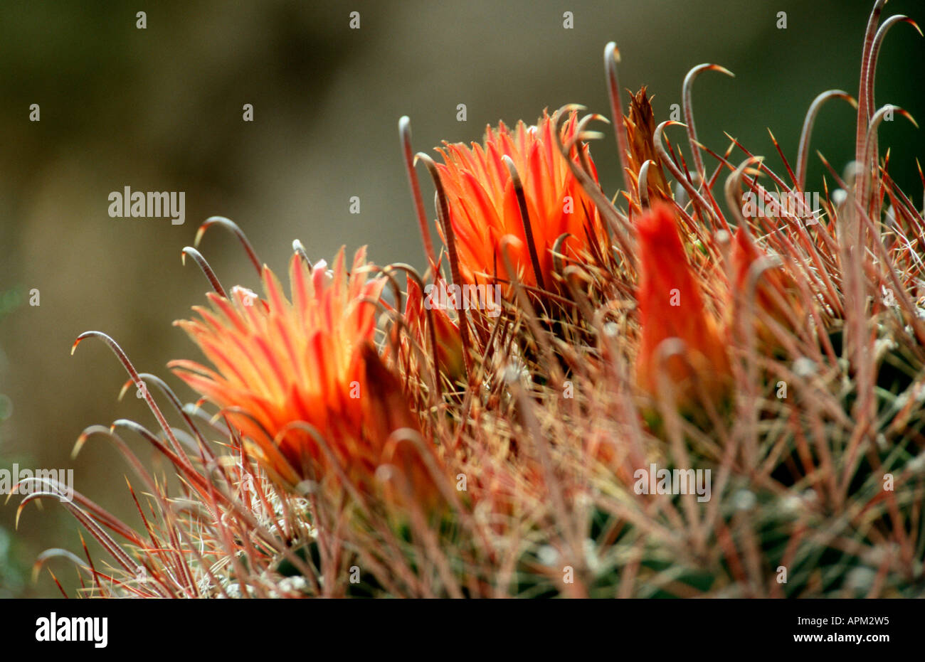Fish-hook cactus Sonora Desert - South West Arizona - USA Stock Photo ...