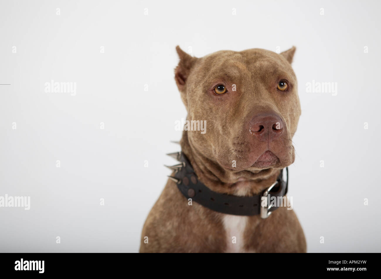 Pitbull Dog High Resolution Stock Photography and Images - Alamy
